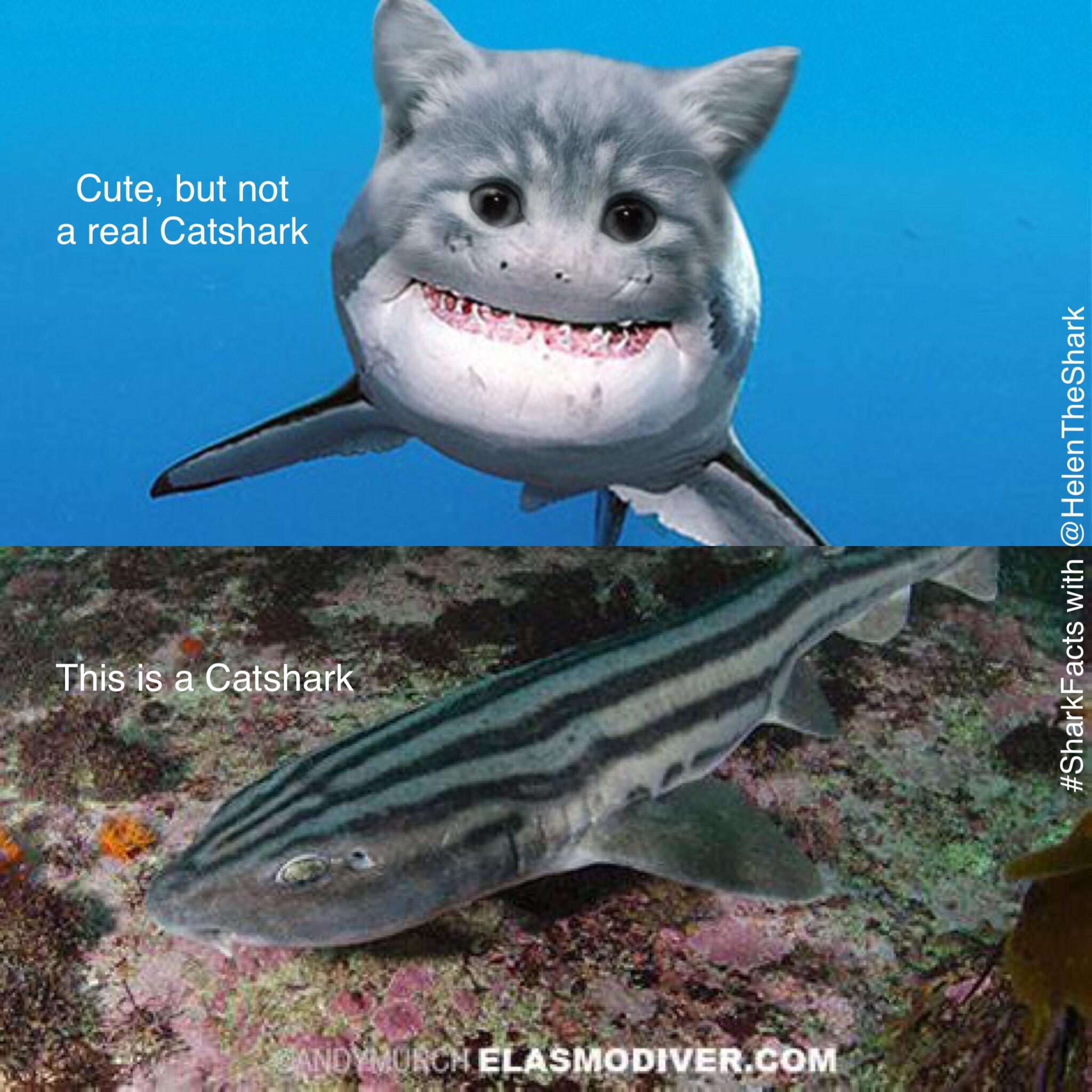 Shark Cat Memes Cute Cat Getting Eaten By Shark>3