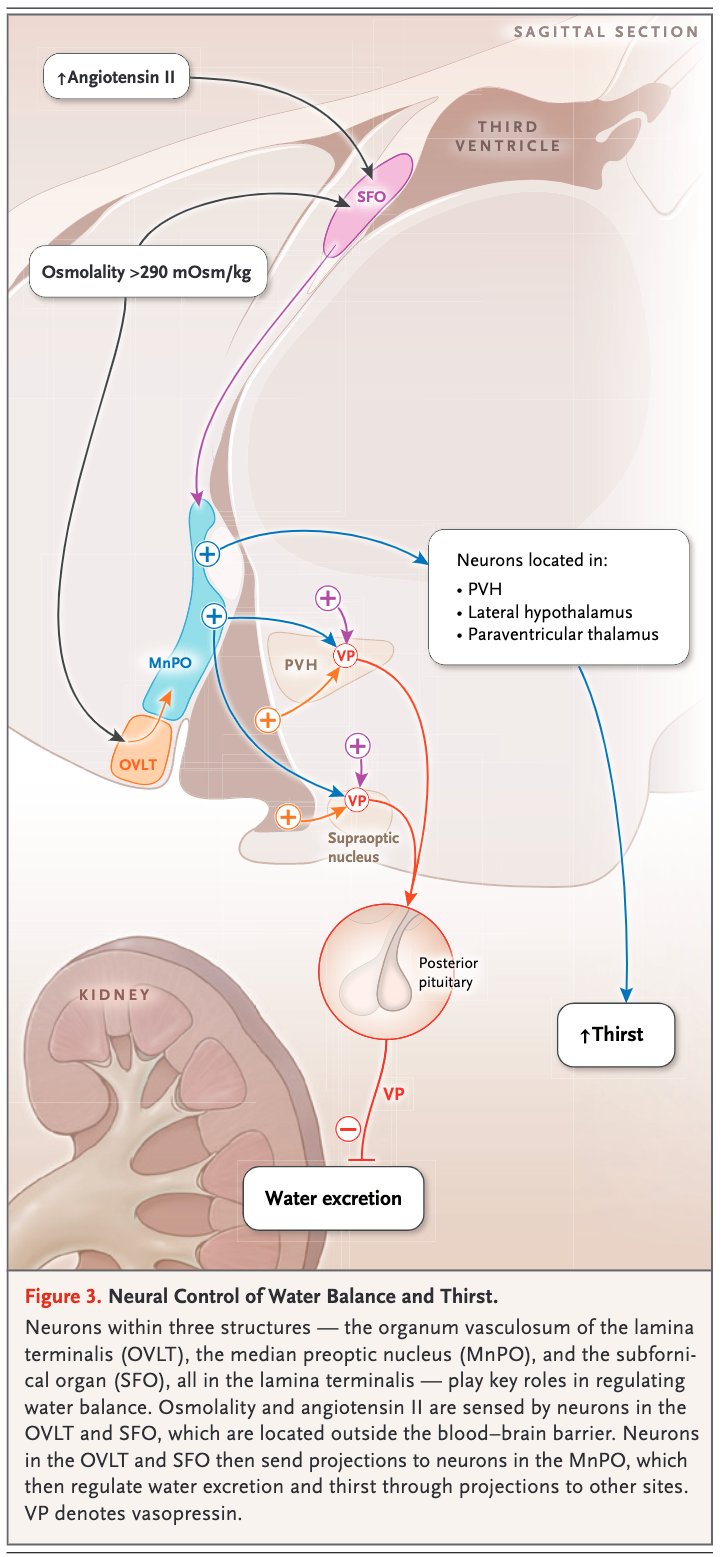 Lamina Terminalis Hypothalamus