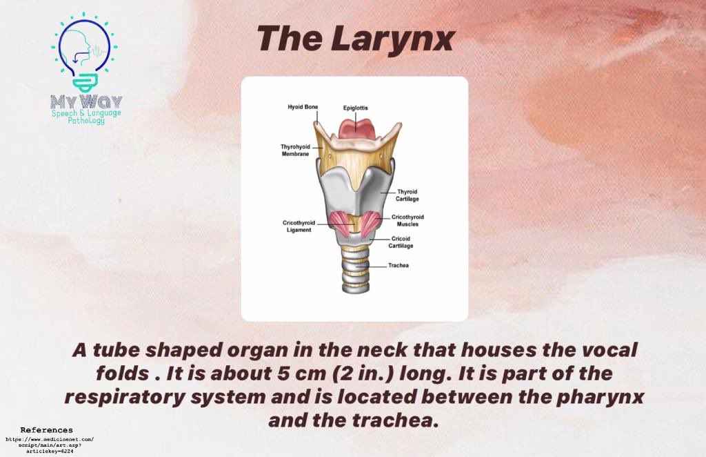 Larynx Anatomy, Function In Respiratory System Cancer, 55% OFF