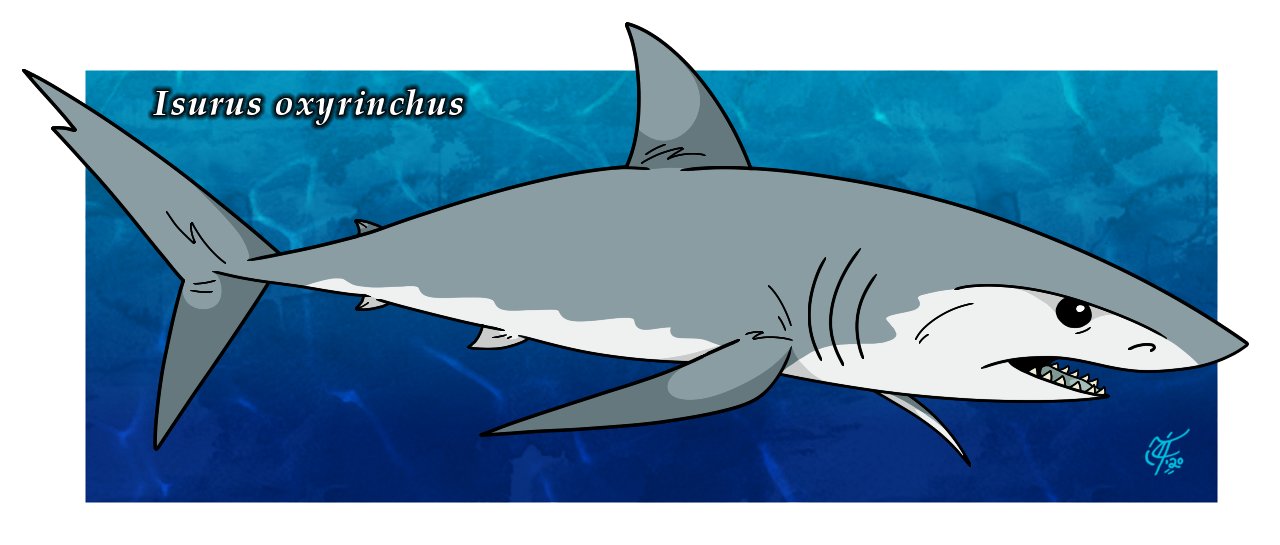Shortfin Mako Shark Drawing