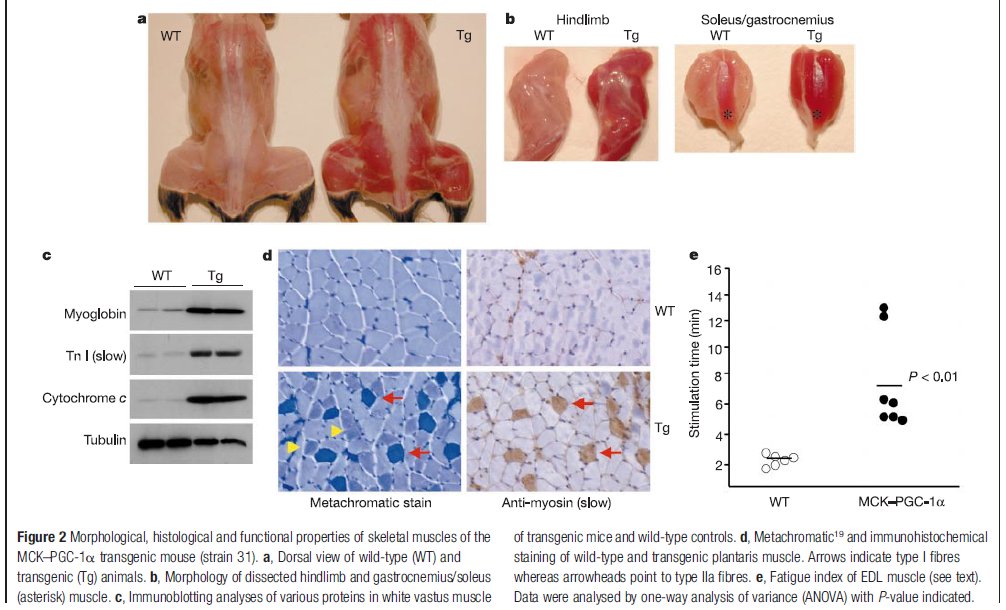 Mouse Muscle Anatomy Diagram