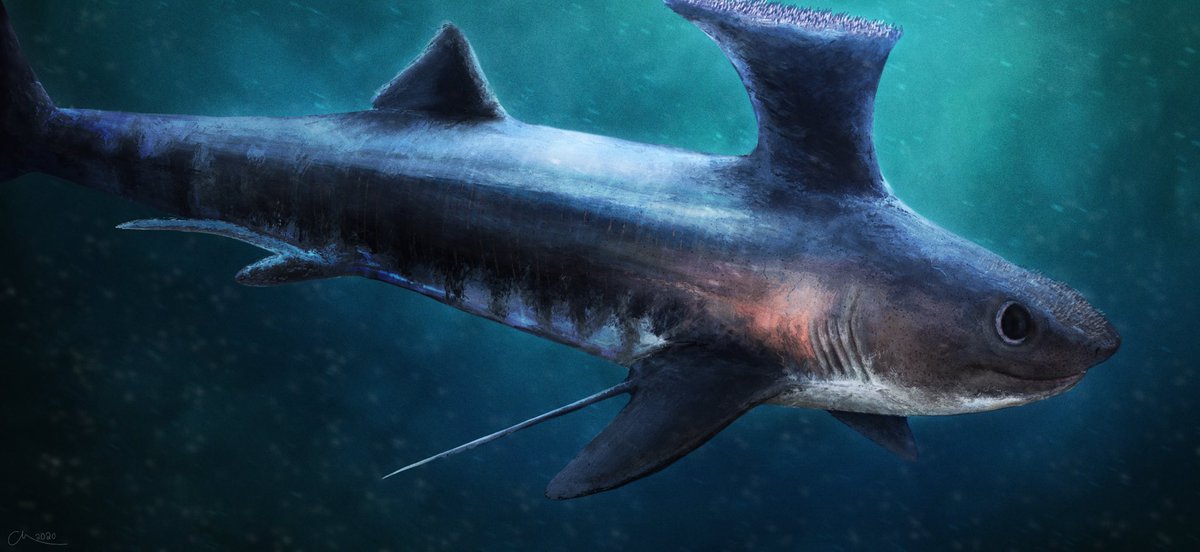 Devonian Sharks