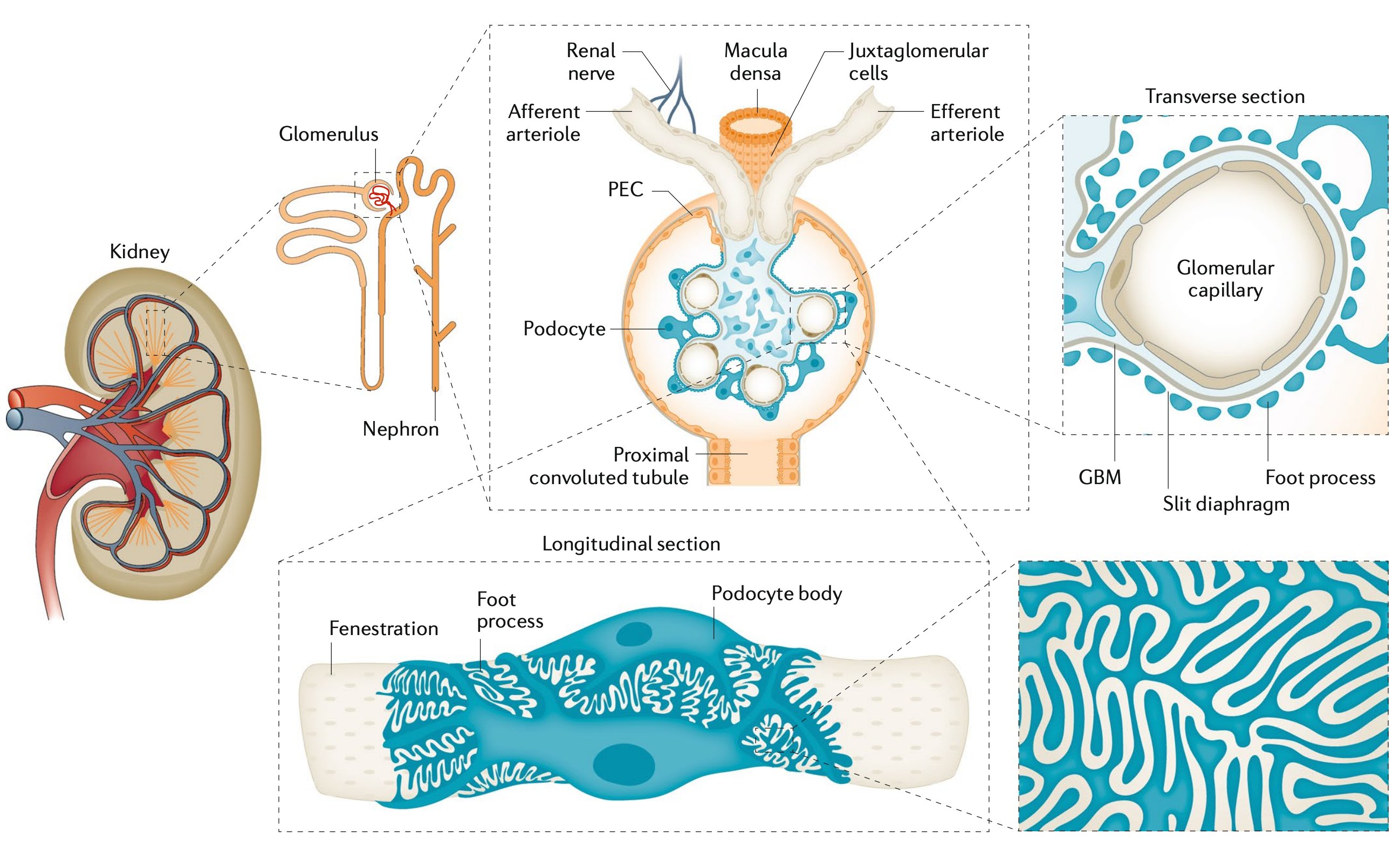 Diagrama De Glomerulo