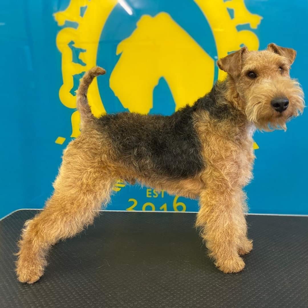 Why Do Groomers Shave Welsh Terrier
