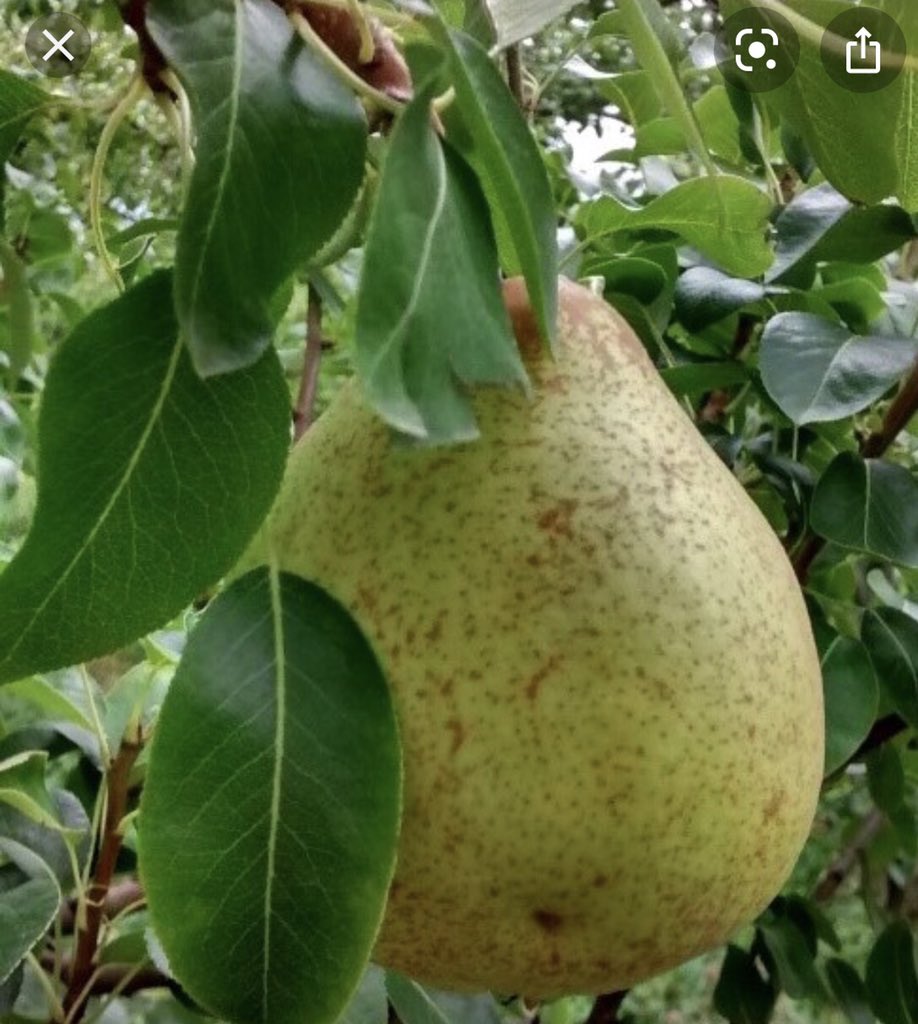 Jamaican Pear