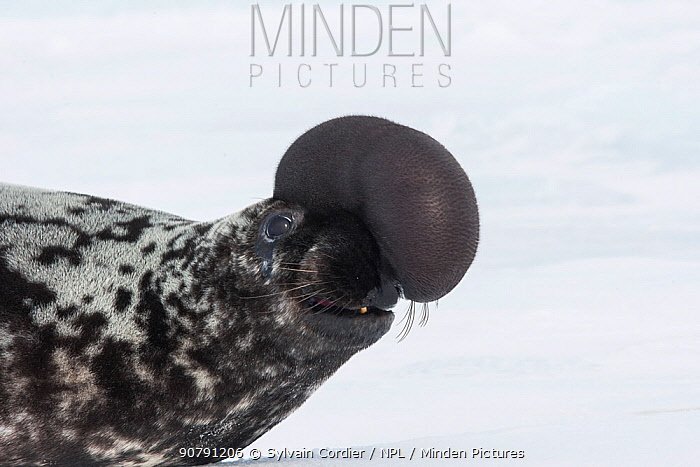 Isabel 🍂🌱🌧️Ⓥ on Twitter: "Foca de casco o foca capuchina/Cystophora cristata/. Habita en zonas ...