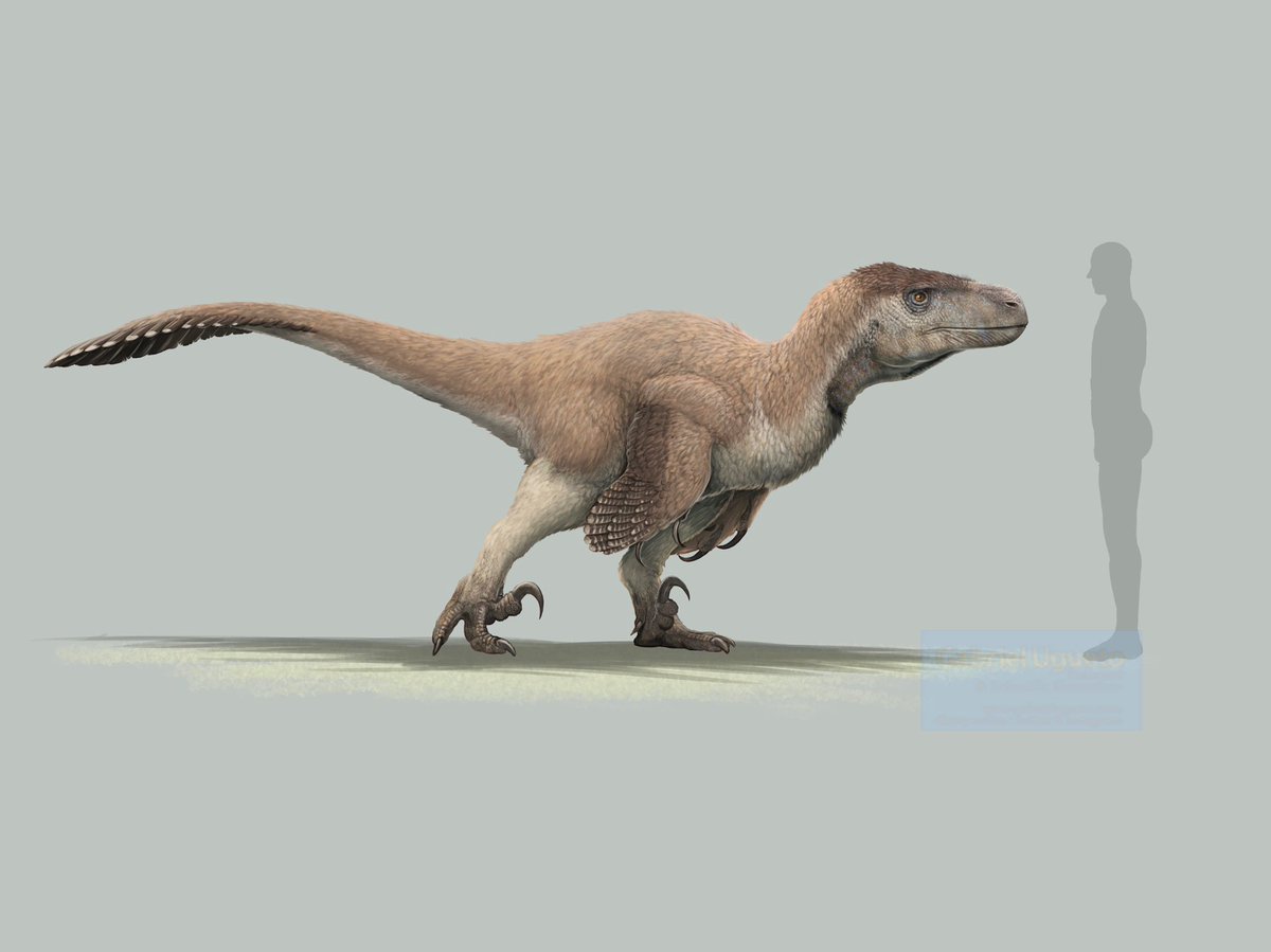 Twoucan - Gabriel N. U. (@SerpenIllus)