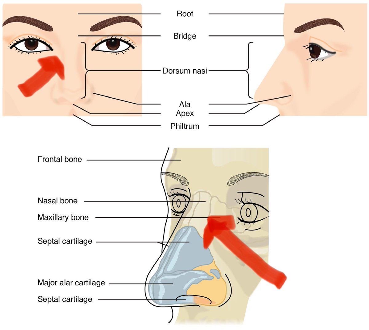 Blood Vessel On Nose Bridge