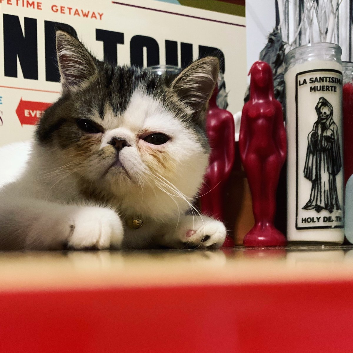 Boy George The Cat Boygeorgethecat Posts X 2646