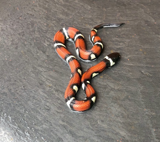 Milk Snake Morphs
