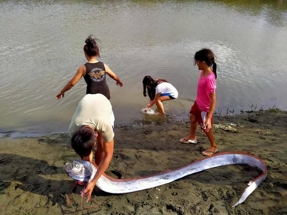 LOOK: A dead oarfish was spotted along the shore of Brgy. Manapa ...