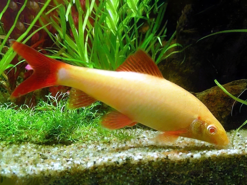 Albino Red Fin Shark