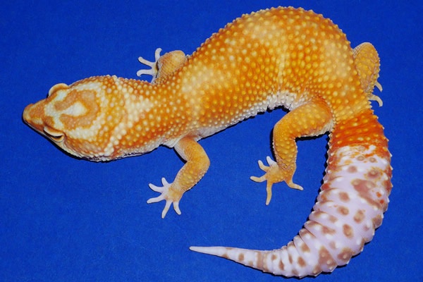 Blue Leopard Gecko Morphs