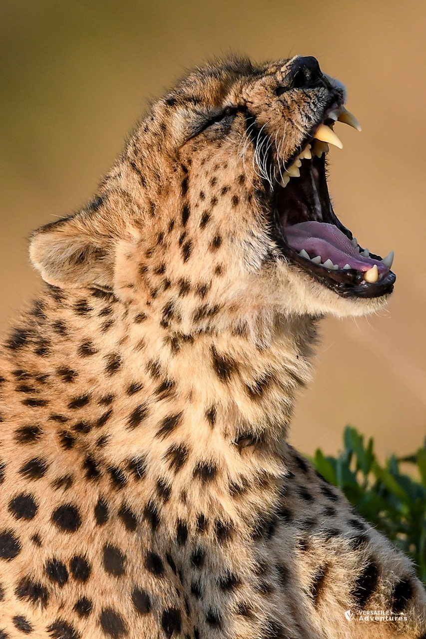 Cheetah Roaring