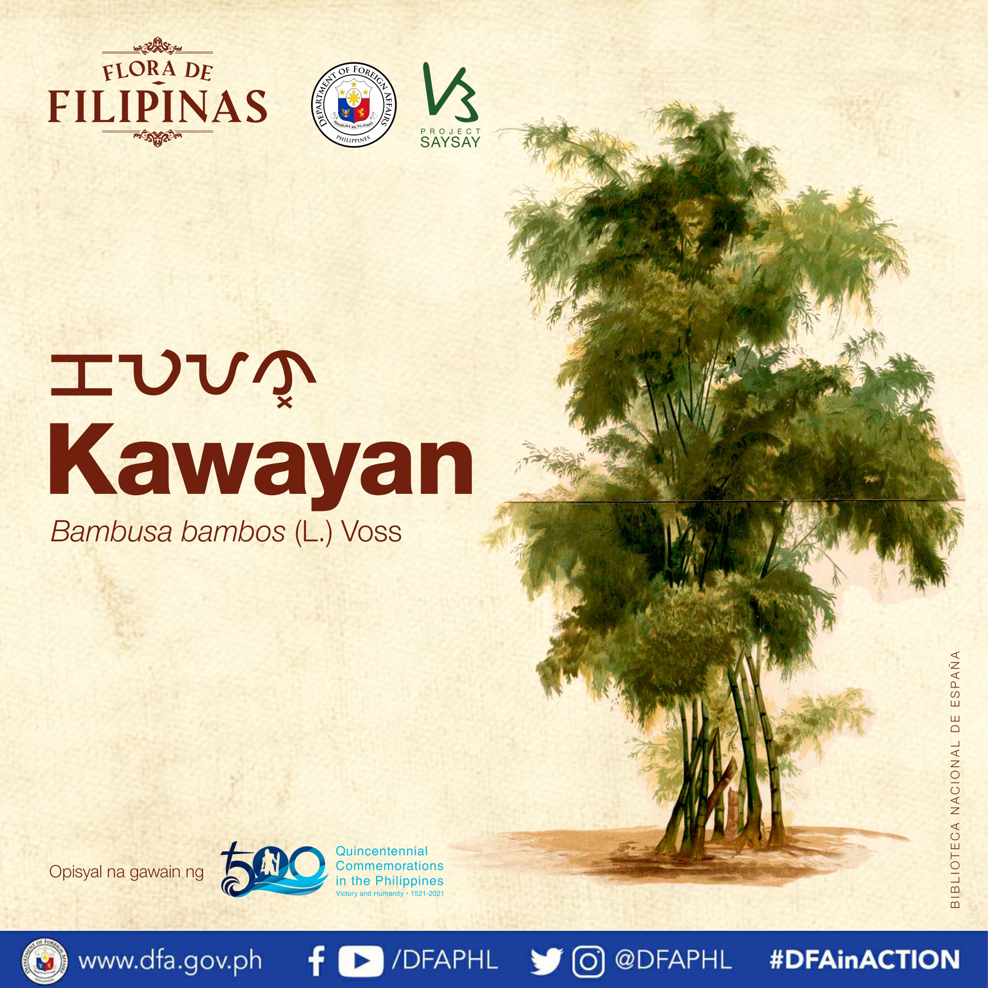 Iba't Ibang Halimbawa Ng Punong Kahoy Iba't Ibang Halimbawa Ng Punong Kahoy