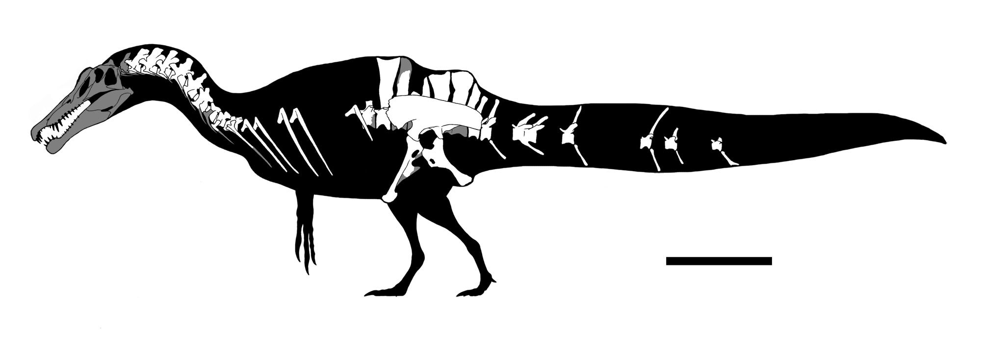 Ichthyovenator Skeleton