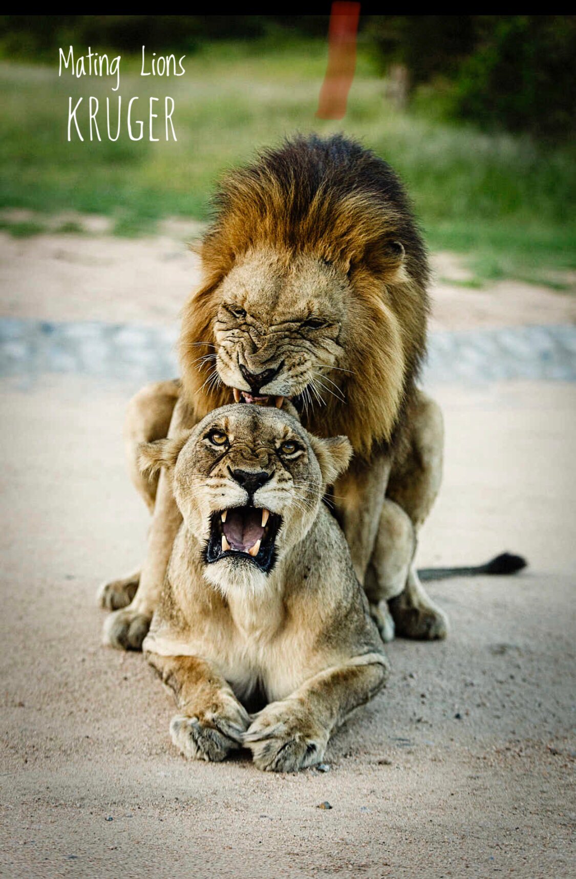 Lioness Roaring At Lion Meme