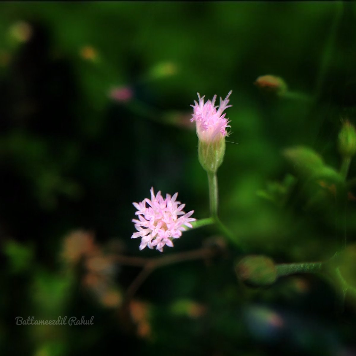 Rahul karmakar (@rahulkarmakar4) | Twitter