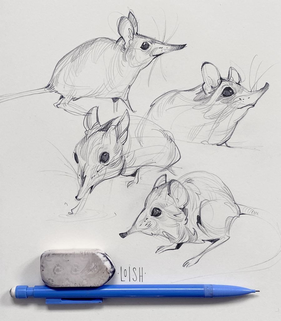 Shrew Drawing