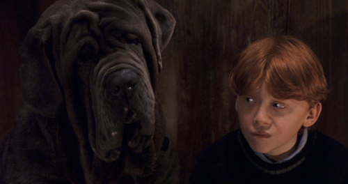 Hagrid's Dog In Real Life