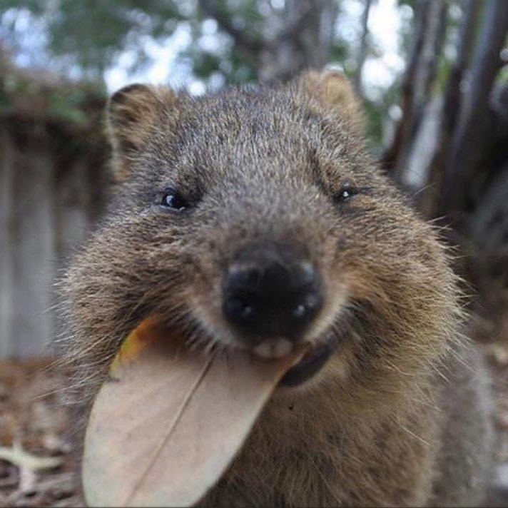 Quokka Funny