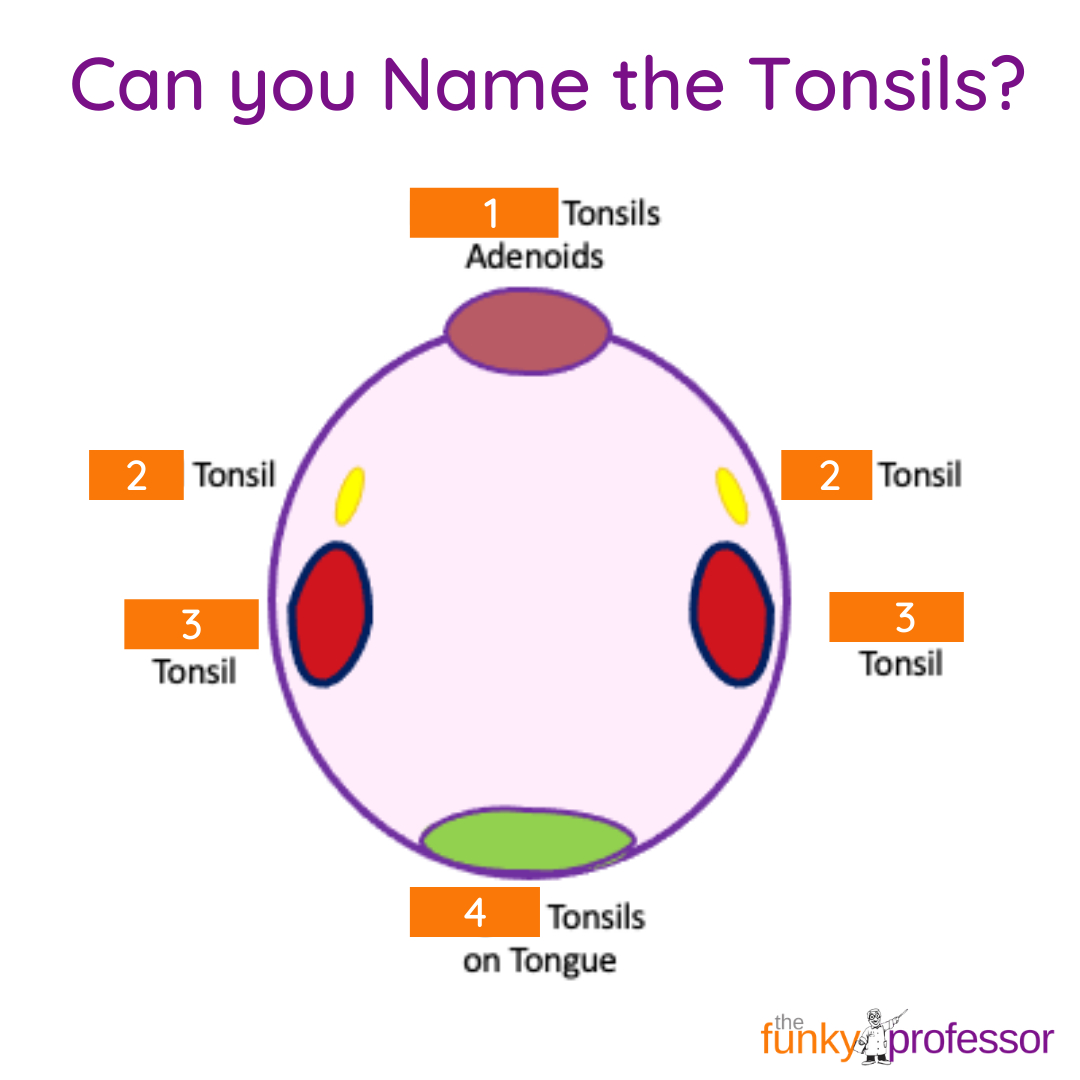 Waldeyers Ring Diagram Sore Throat 102: Waldeyer's Ring And Defending