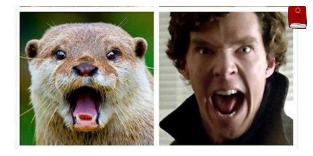 Benedict Cumberbatch Otter Face