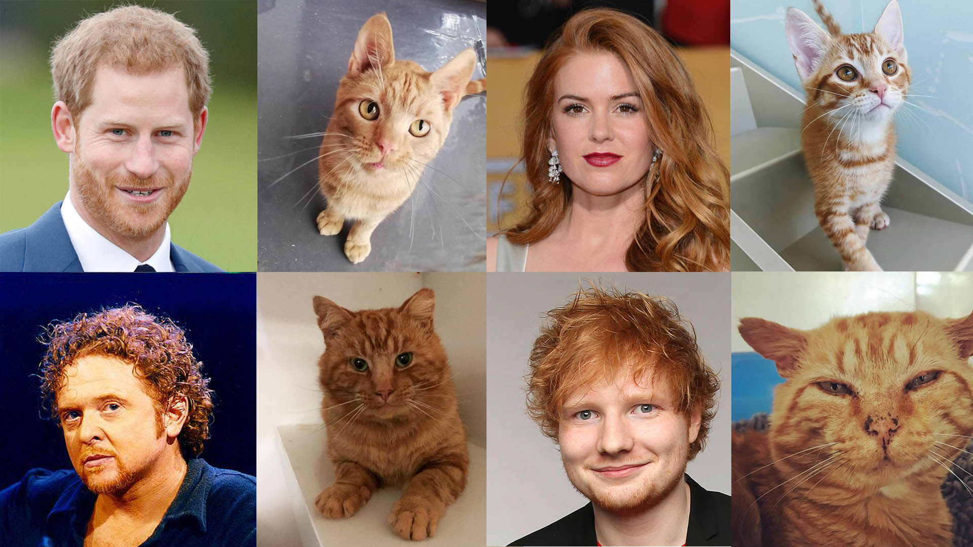 People Who Look Like Their Cats