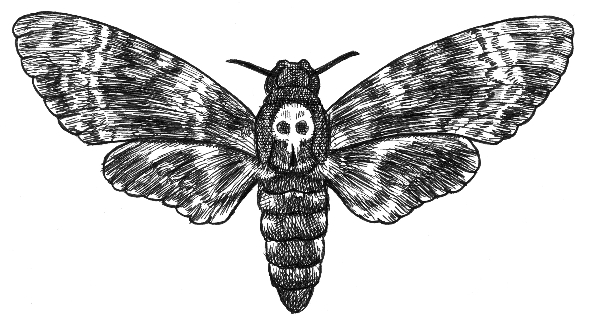 Deaths Head Moth Drawing