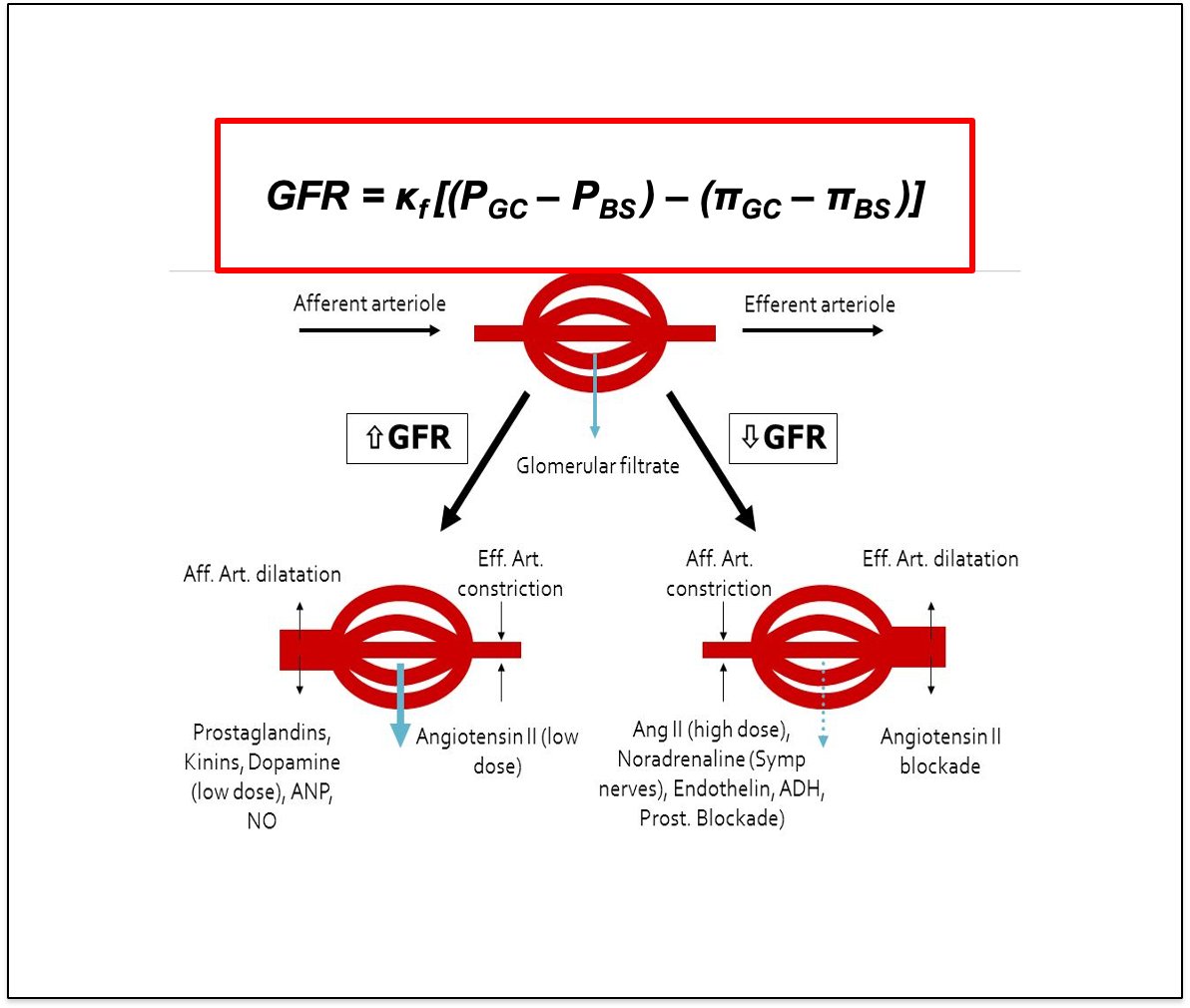 Afferent Arteriole And Efferent Arteriole