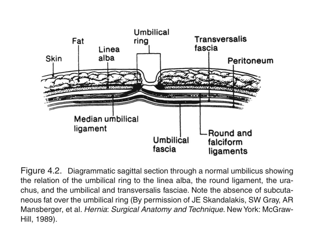 Umbilicus Anatomy