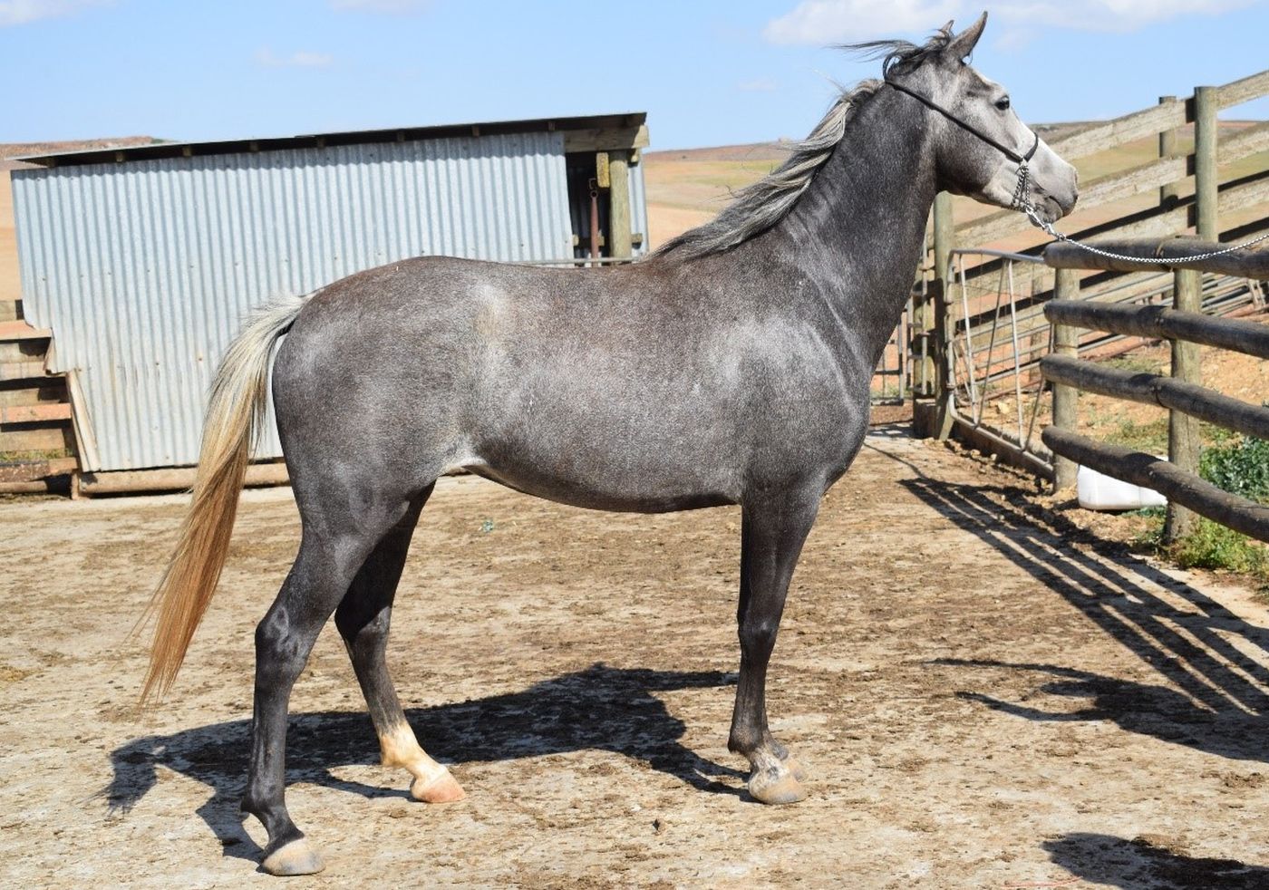 Rose Grey Thoroughbred