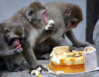 Monkeys Eating Cake