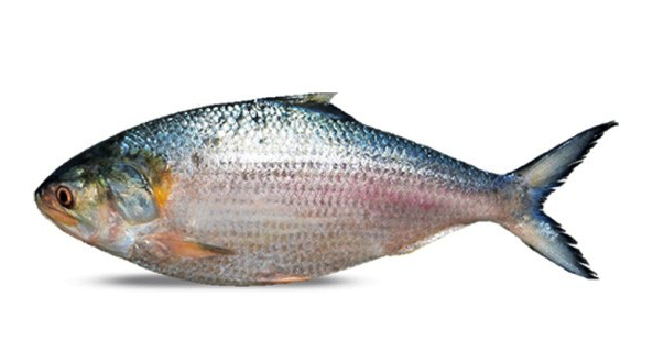 Indus River Fish