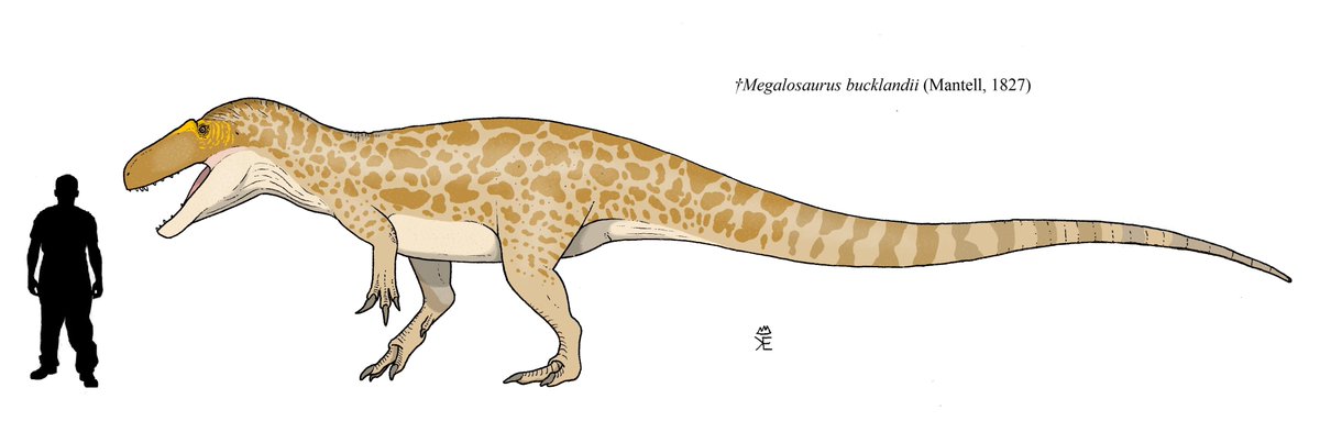 Megalosaurus Size