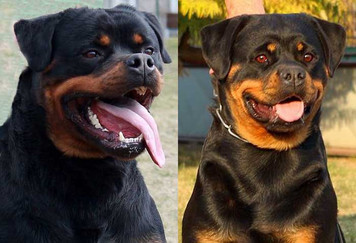 King Rottweiler