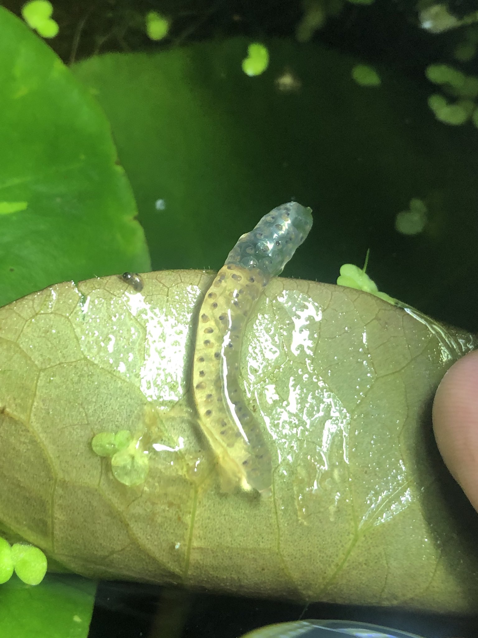 Water Snail Eggs