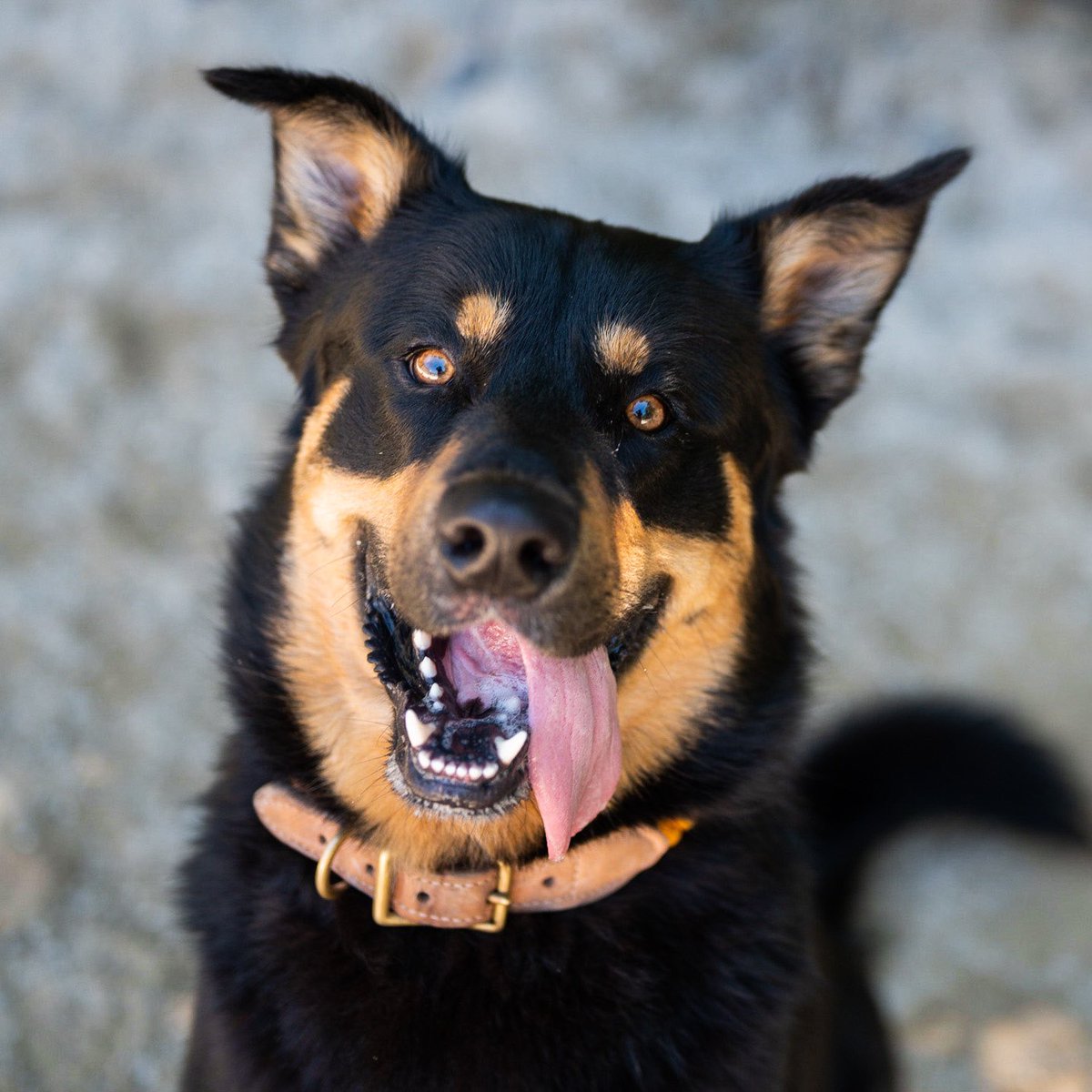 Alaskan Malamute Rottweiler Mix