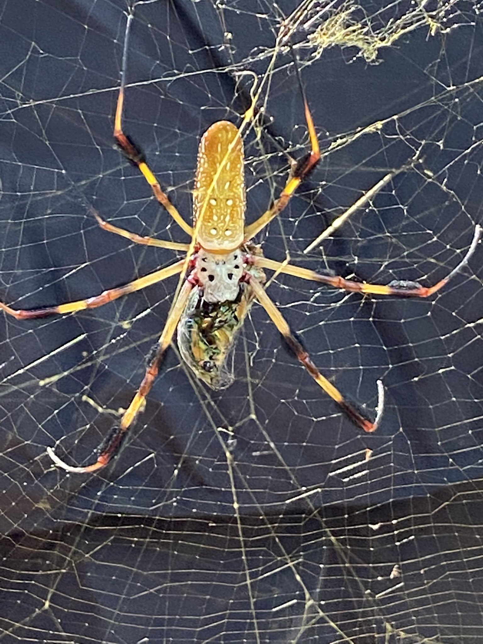 Banana Spider Web