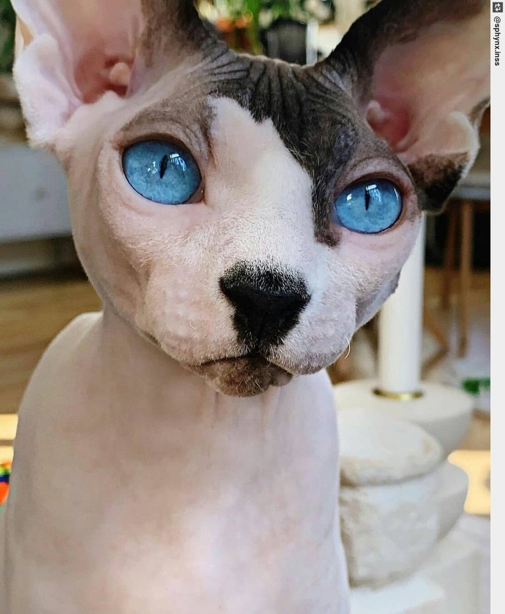 Blue Eyed Sphynx Cat