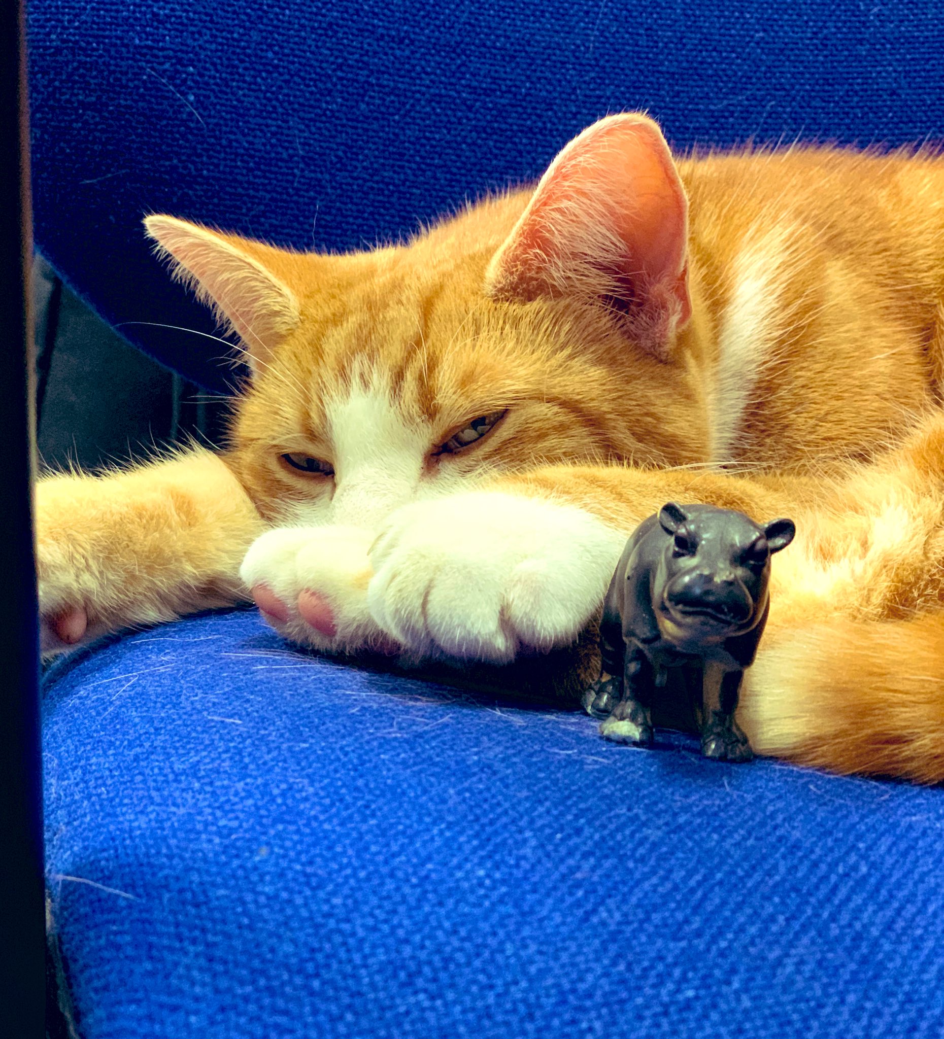 Hooray Cat