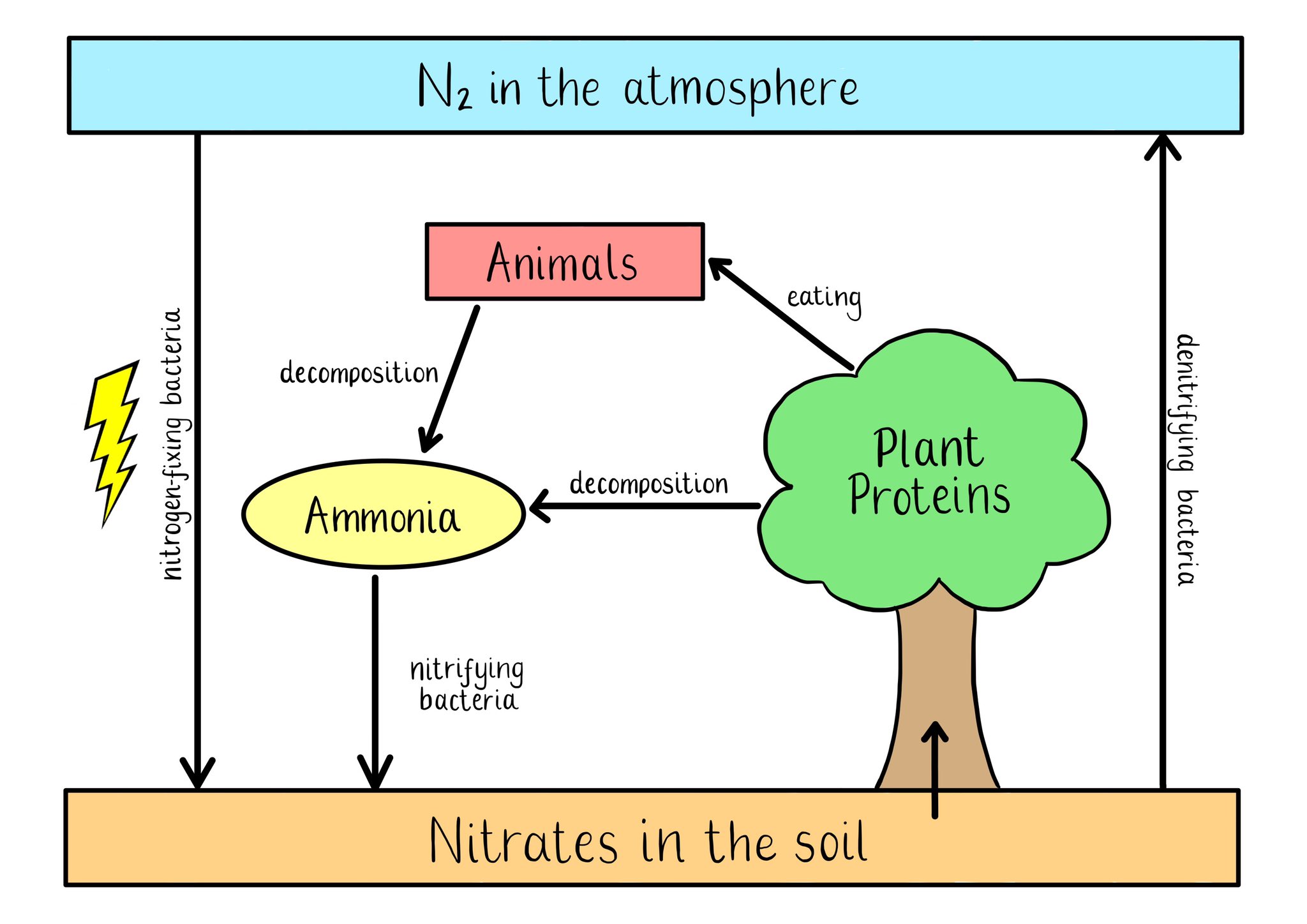 Nitrogen Cycle Diagram For Kids