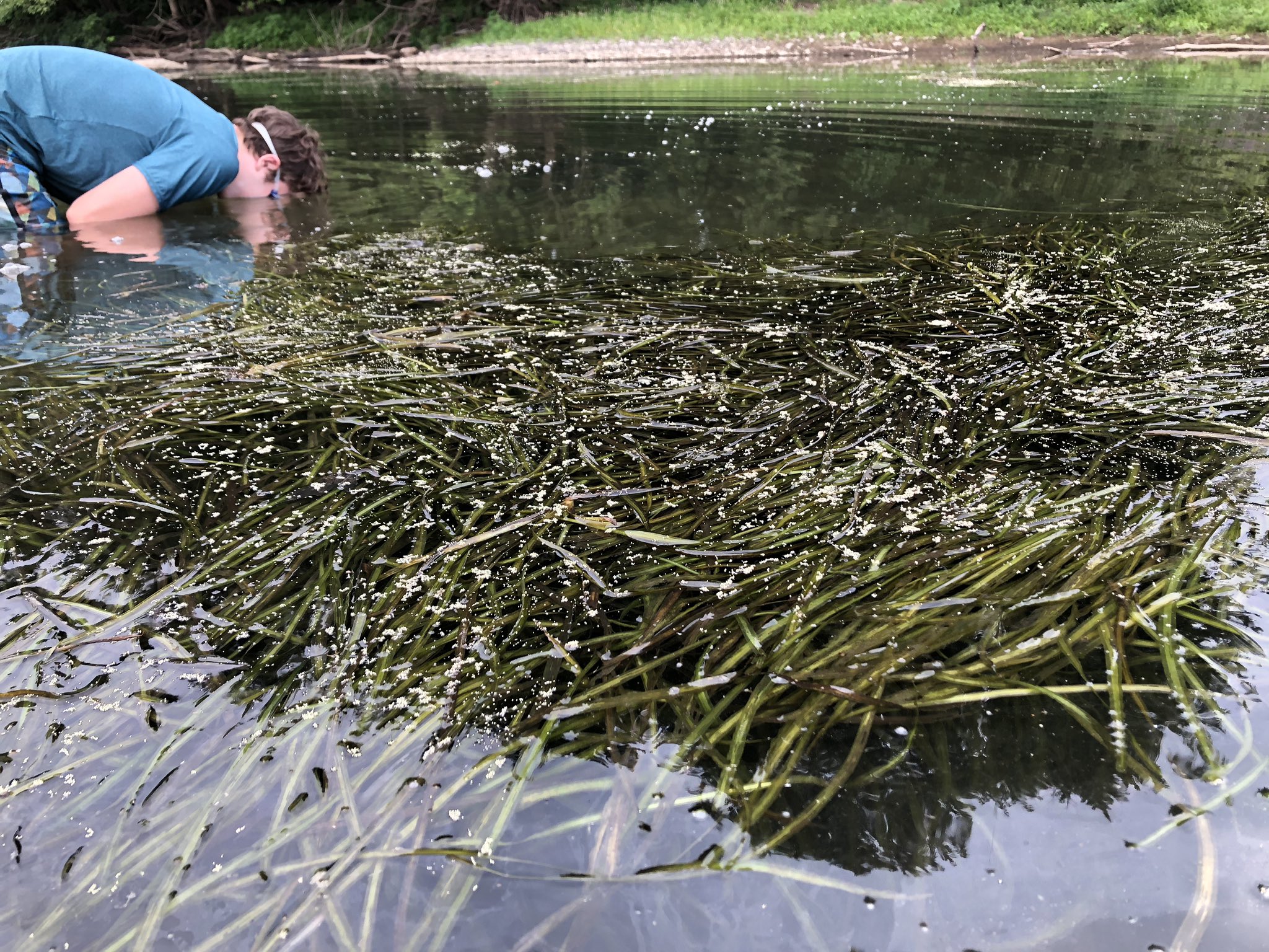 Water Pollination Nymphaeaceae Wikipedia