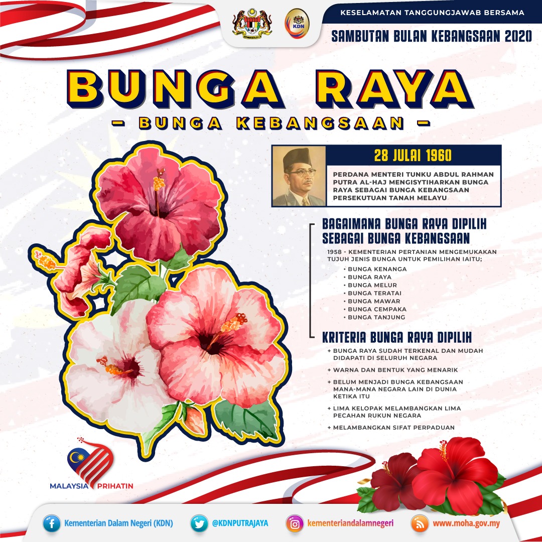 Bunga Raya Lambang Perpaduan Bunga Raya Bunga Kebangs - vrogue.co Bunga Raya Lambang Perpaduan Bunga Raya Bunga Kebangs - vrogue.co