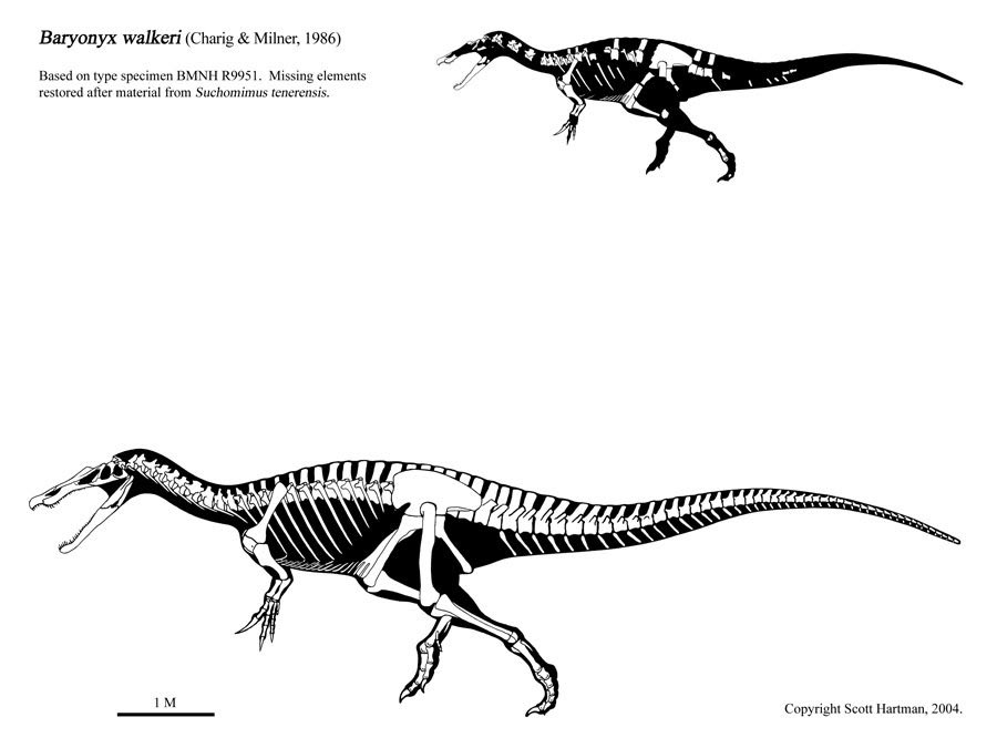 Baryonyx Skeleton