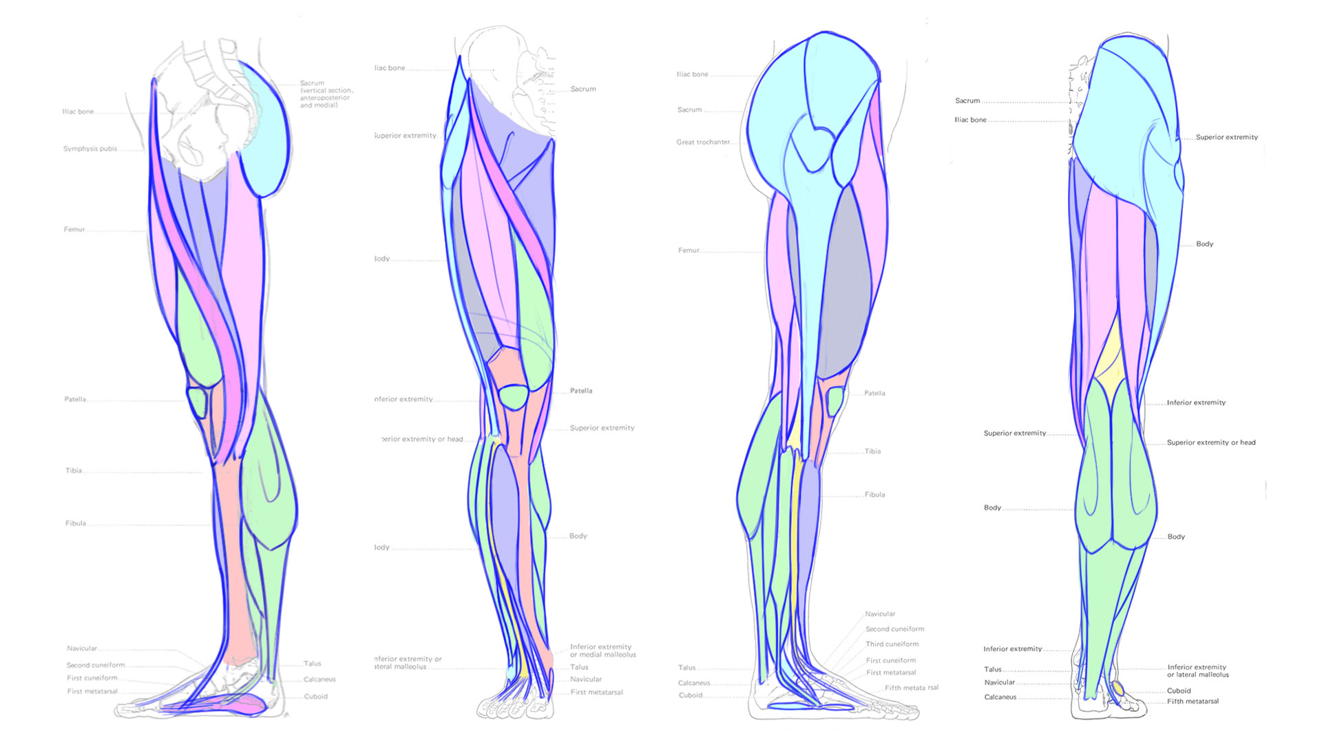 Male Leg Muscles