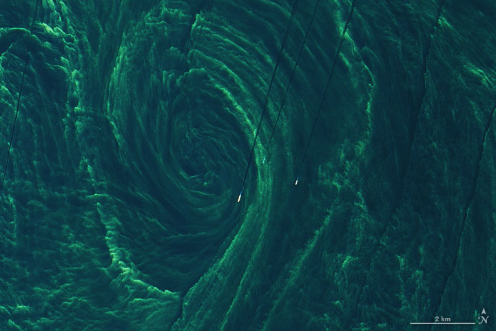 Landsat 8 ?️ captured this remarkable view of a phytoplankton bloom ...