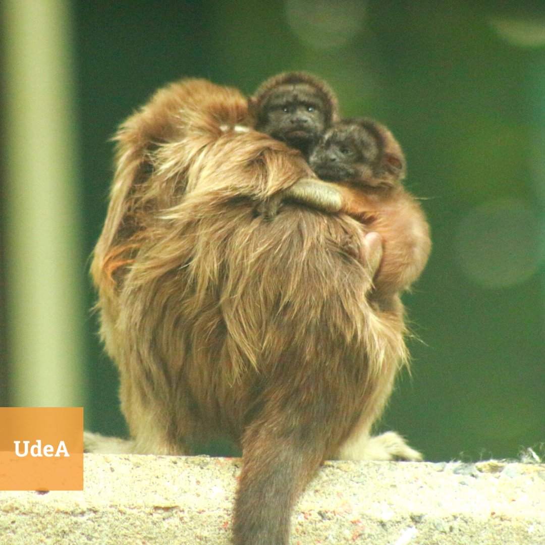 carolina lopera (@CarolinaLopera_) | Twitter