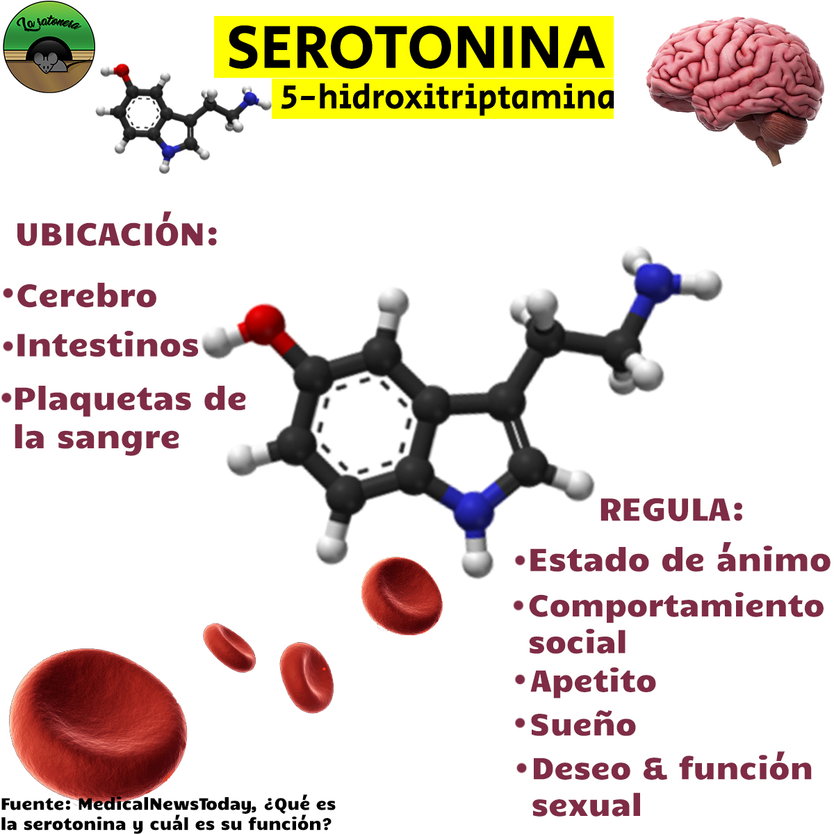 Cómo Funciona La Serotonina En El Cerebro