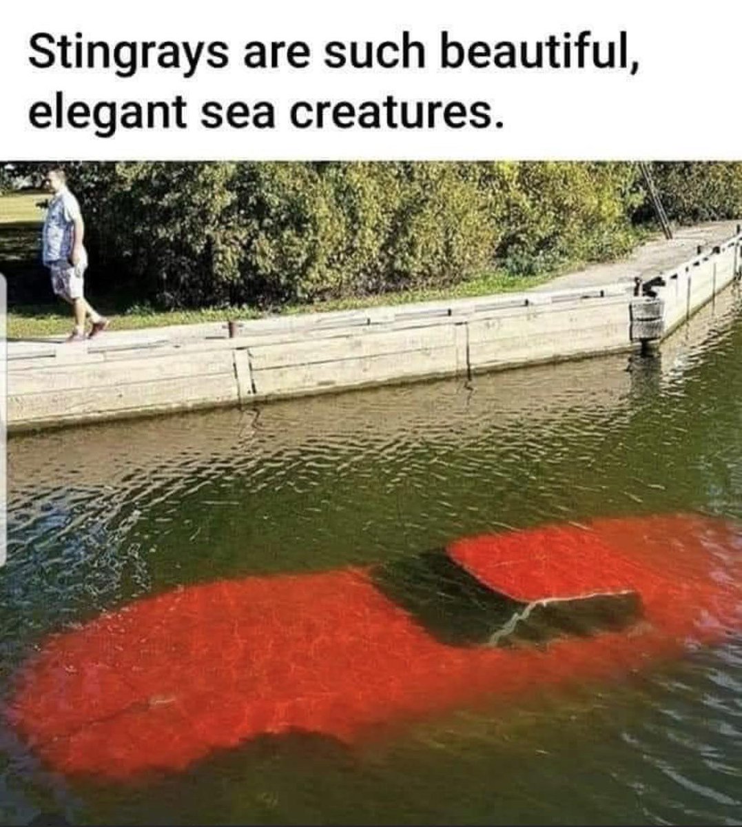 Stingray Memes